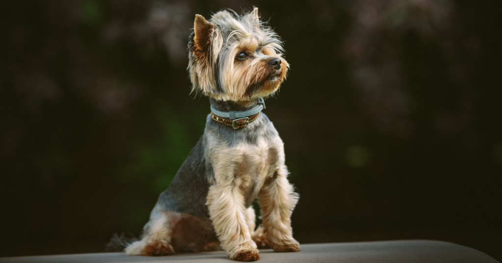 Yorkshire Terriers: A Full Guide - Sit Means Sit Dog Training